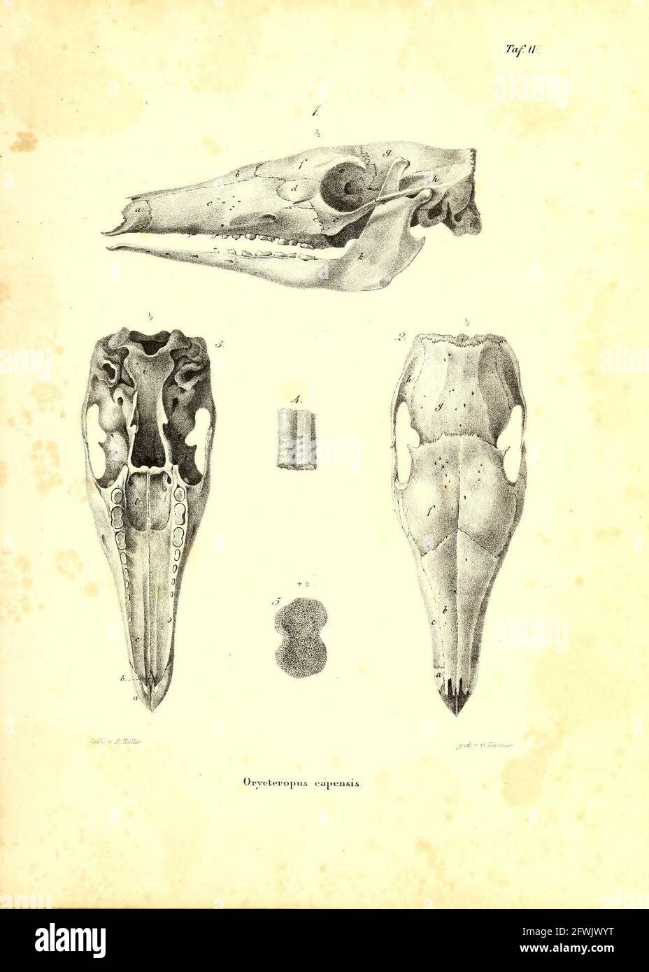 Human skeleton with labeled anatomy hi-res stock photography and images ...