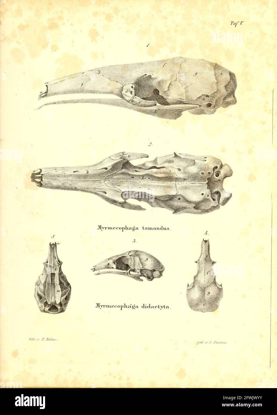 Human skeleton with labeled anatomy hi-res stock photography and images ...