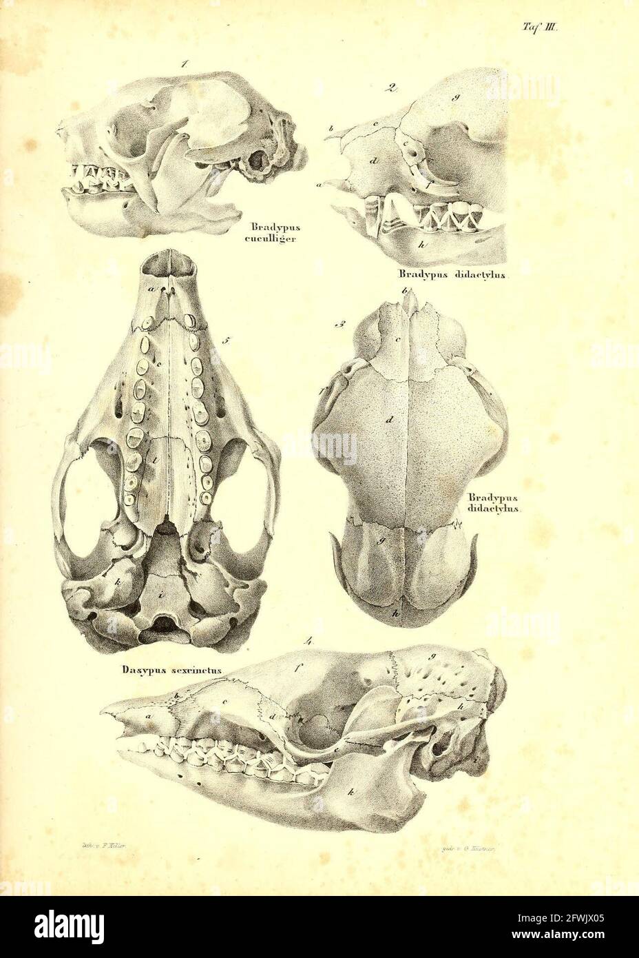 Human skeleton with labeled anatomy hi-res stock photography and images ...