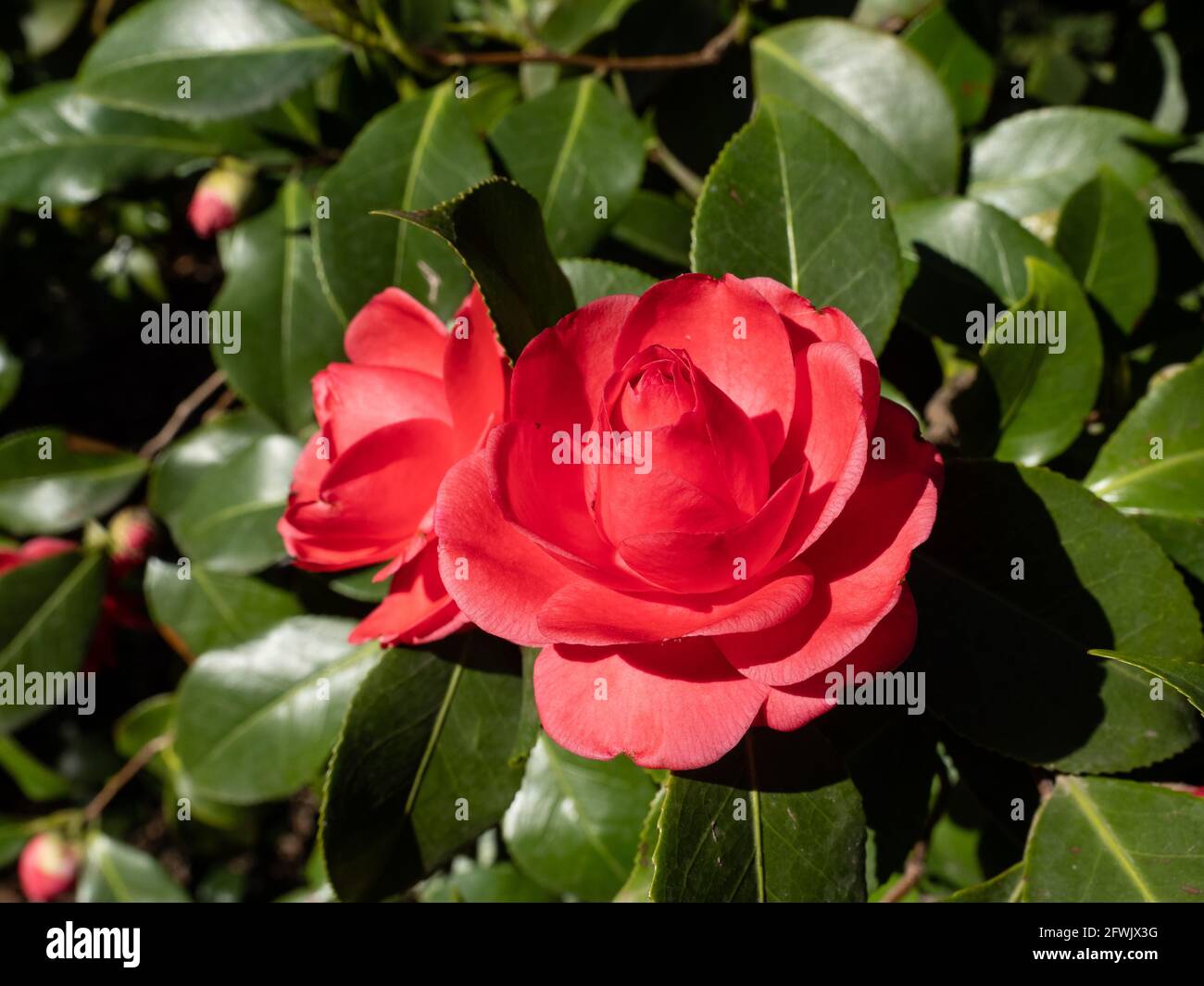 A flower of a red 'Camellia Japonica' camellia Stock Photo - Alamy