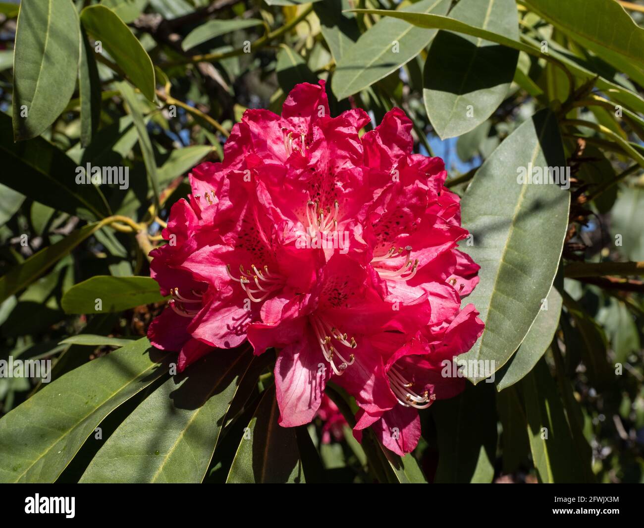 A flower of a red rhododendron Stock Photo - Alamy