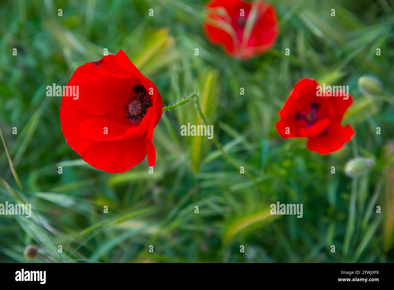 Poppy red fondo hi-res stock photography and images - Alamy