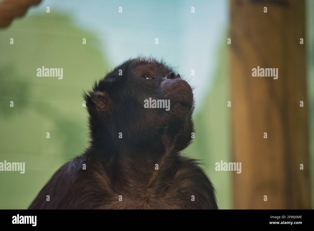 small spider monkey Stock Photo - Alamy