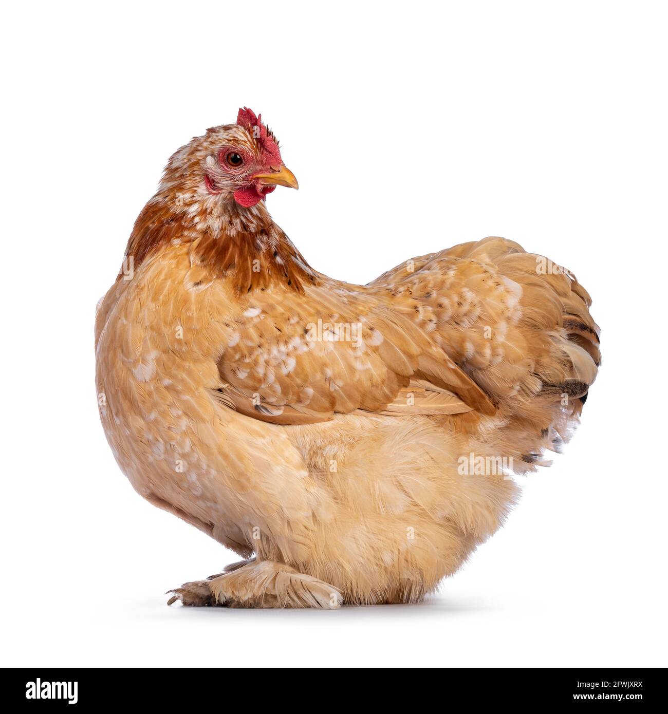 Buff mille fleur Cochin bantam chicken, standing side ways. Head turned ...