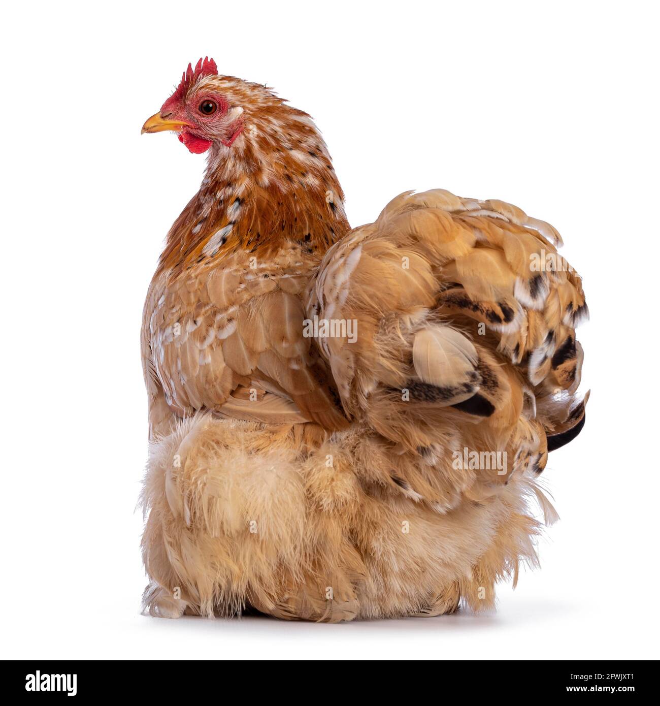 Fron hen hi-res stock photography and images - Alamy