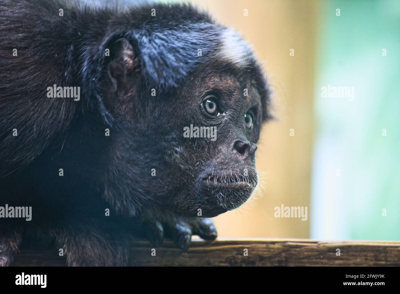 small spider monkey Stock Photo - Alamy