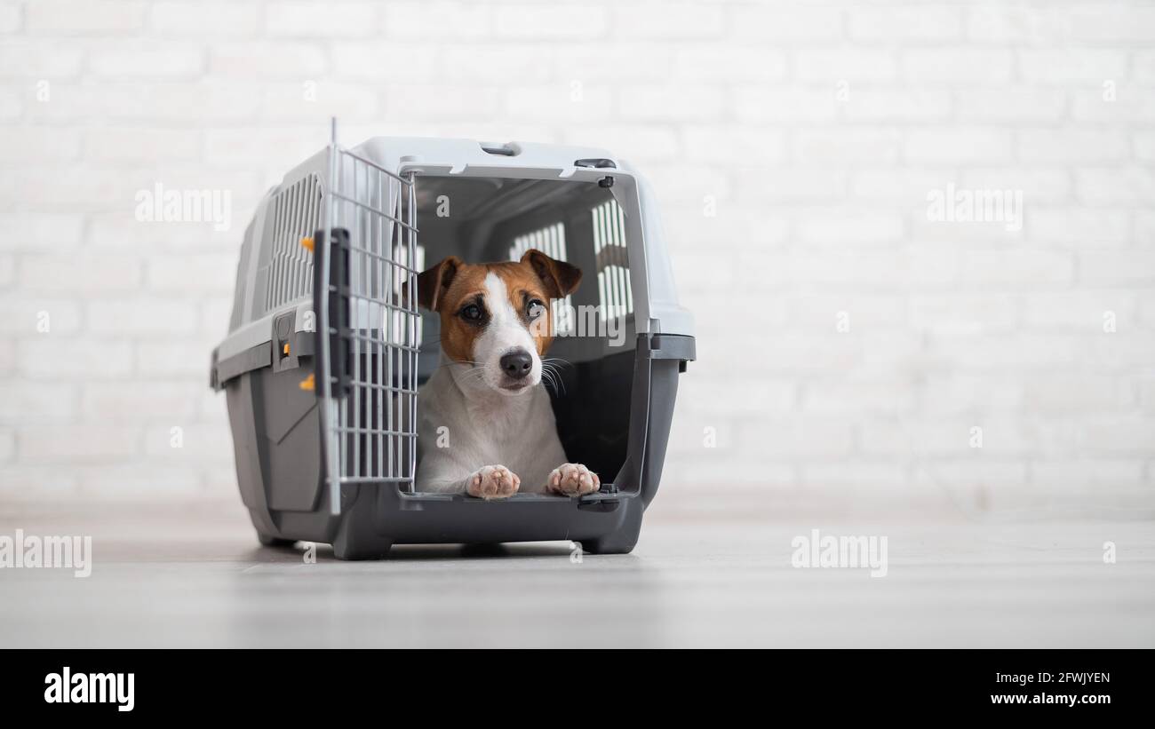 Dog jack russell terrier inside a travel carrier box for animals Stock ...