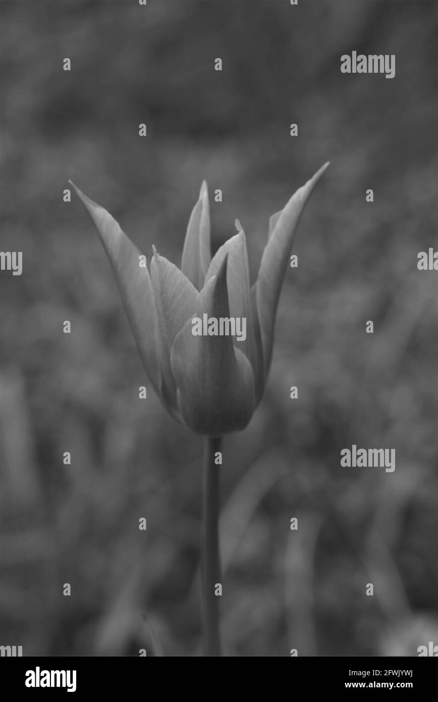 Spring flower red tulips Black and White Stock Photos & Images - Alamy