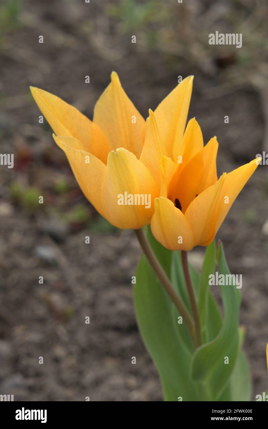 Colorful flowers in the park Stock Photo - Alamy