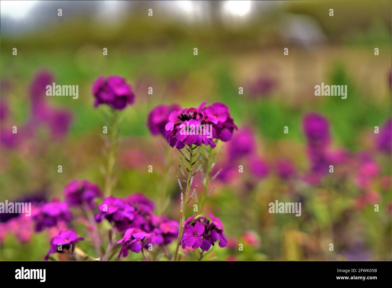 Colorful flowers in the park Stock Photo - Alamy