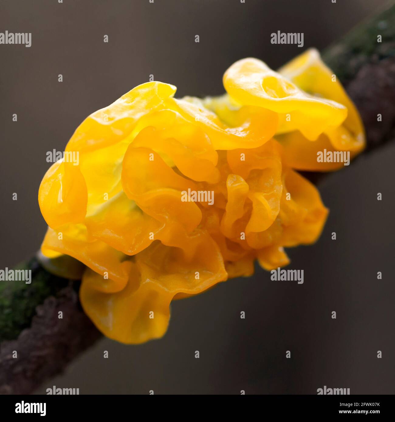 Yellow fungus on wood close hi-res stock photography and images - Alamy