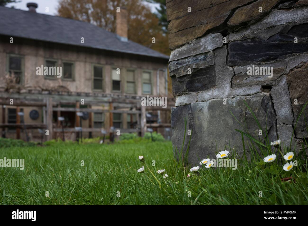 English daisies grow in the grass near a stone container garden in the ...