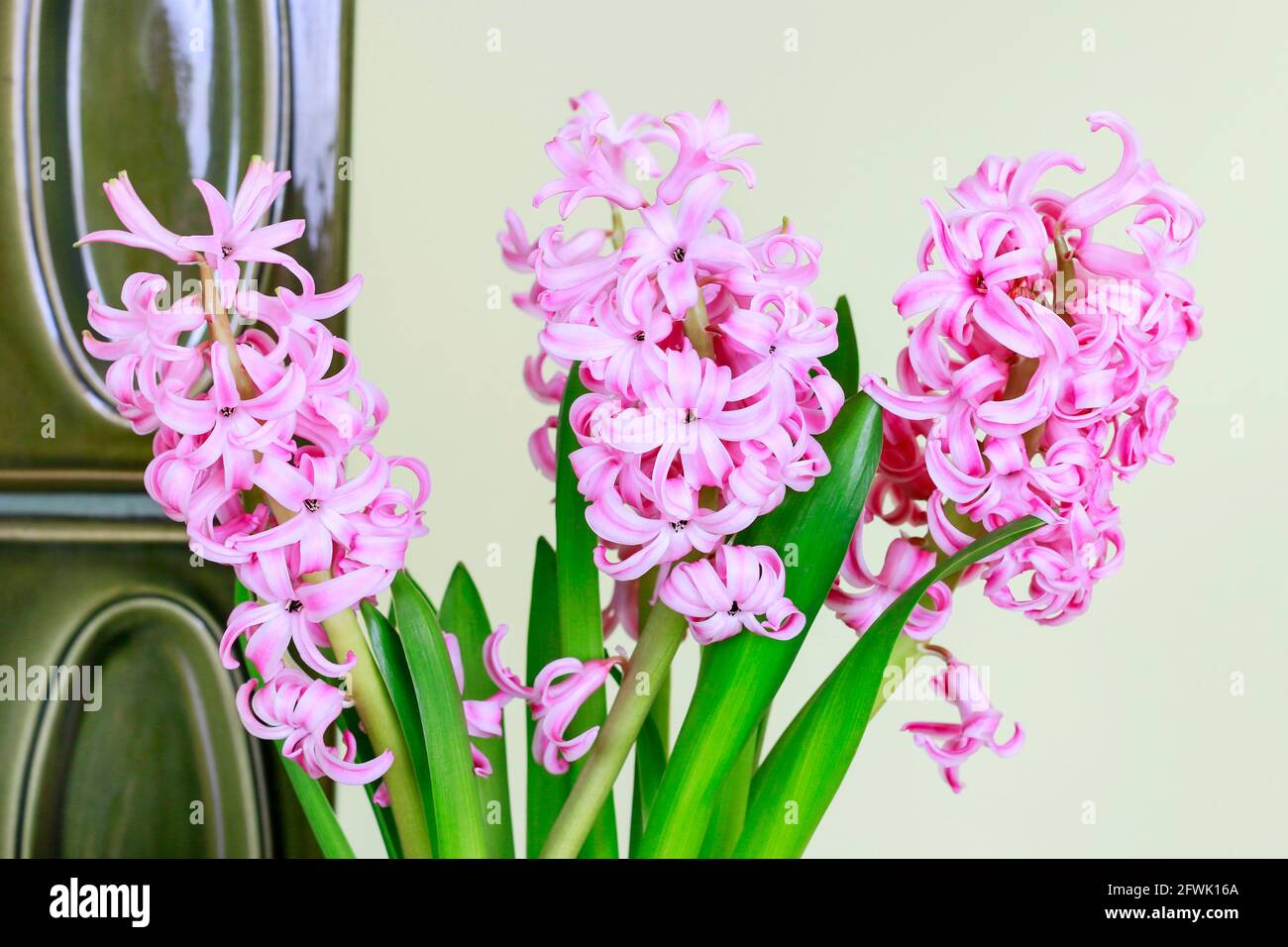 Pink hyacinth flowers. Spring decor Stock Photo - Alamy