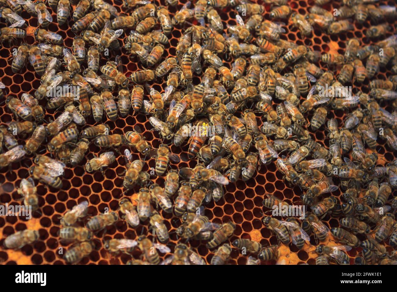 Queen bees hi-res stock photography and images - Alamy