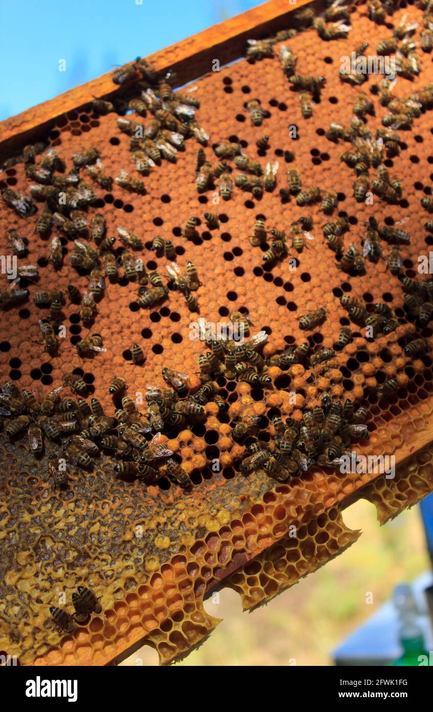 Beekeeping, the work of queen bees and honey bees Stock Photo - Alamy