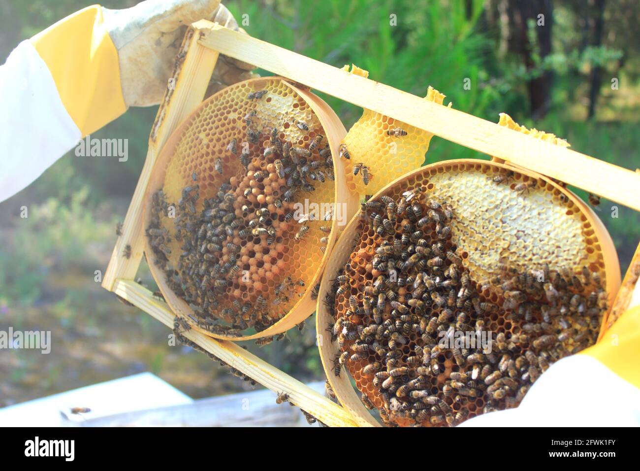 Beekeeping, the work of queen bees and honey bees Stock Photo - Alamy