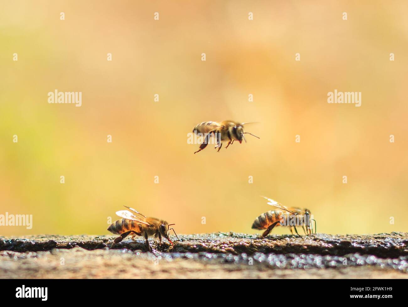 flying honey bee Stock Photo - Alamy