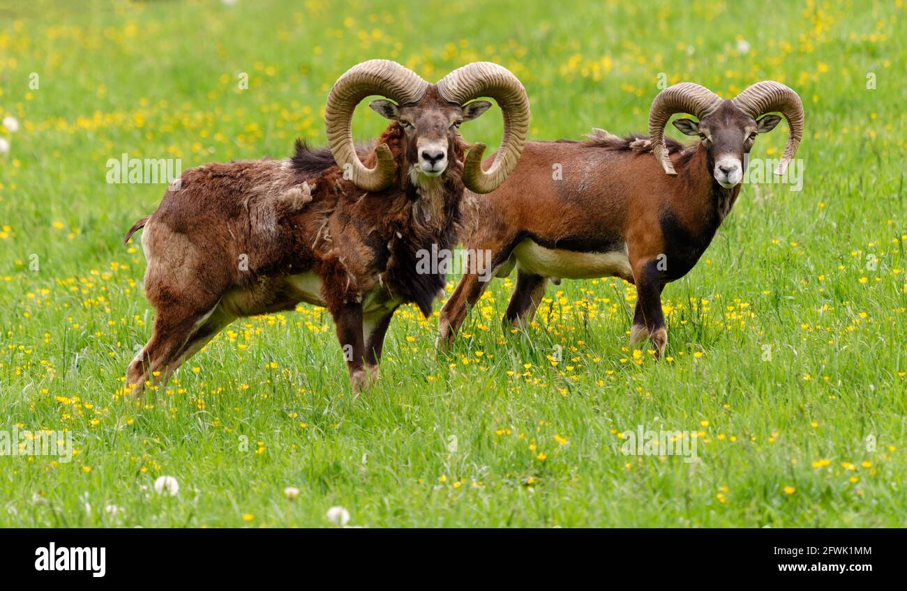 Portrait of mouflon hi-res stock photography and images - Alamy