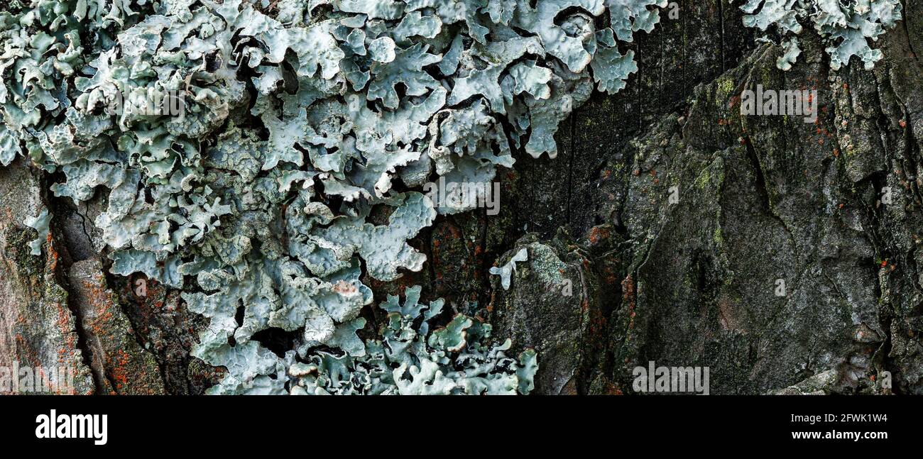 Lichen Parmelia sulcata on an old tree stump in a pine forest, super ...