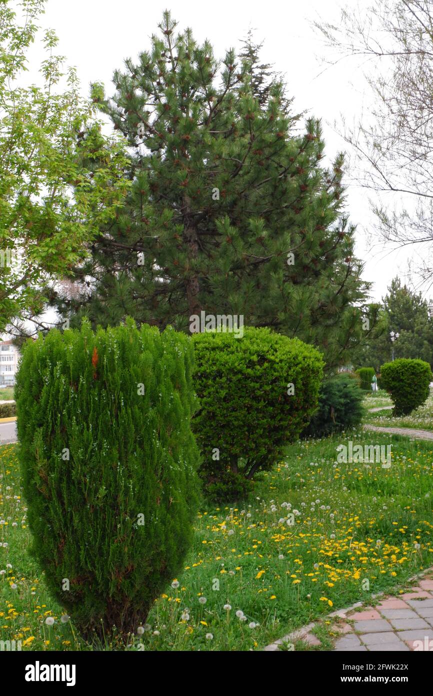 Bushes and Trees Roadside Stock Photo - Alamy