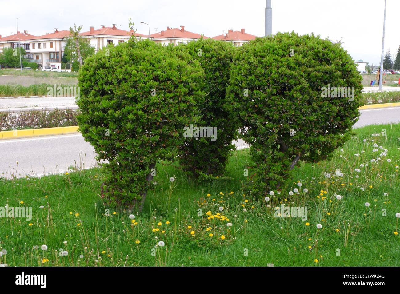 Grass and Bushes Roadside Stock Photo - Alamy