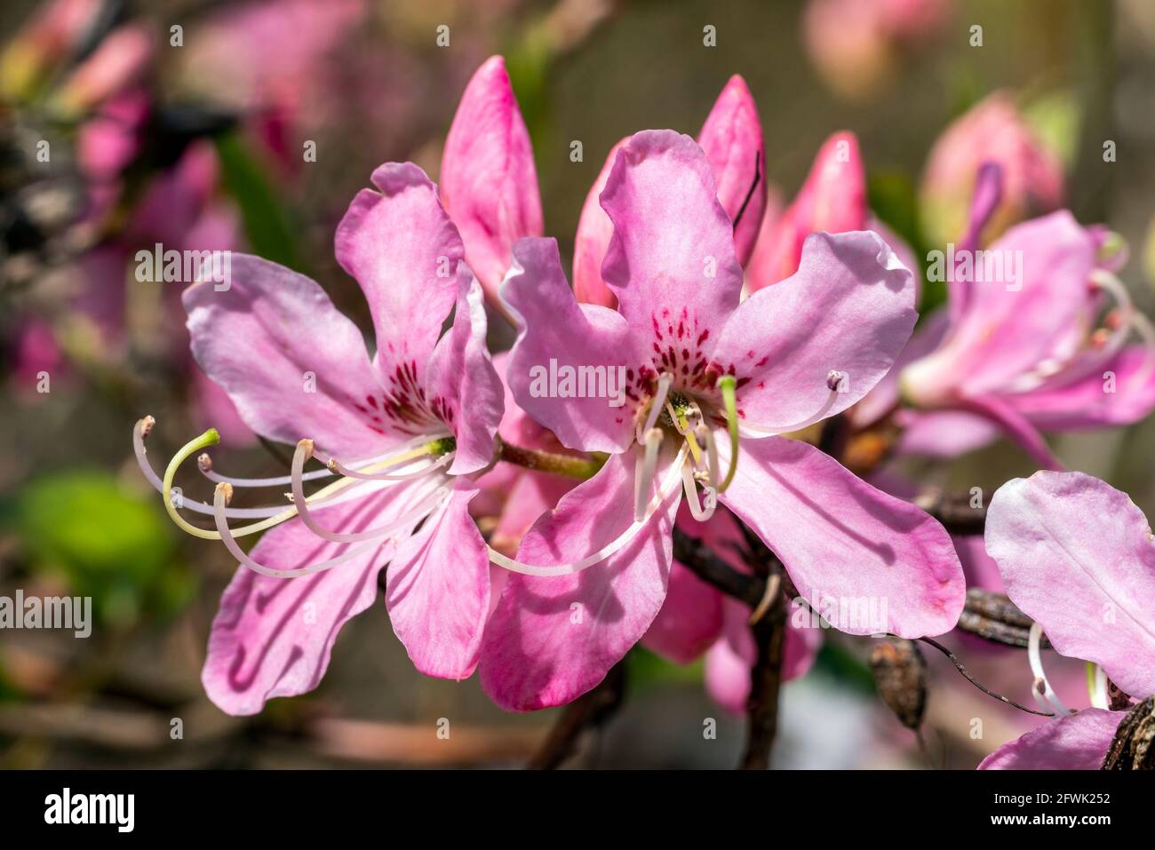 Rhododendron vaseyi a spring flowering shrub plant with a pink ...