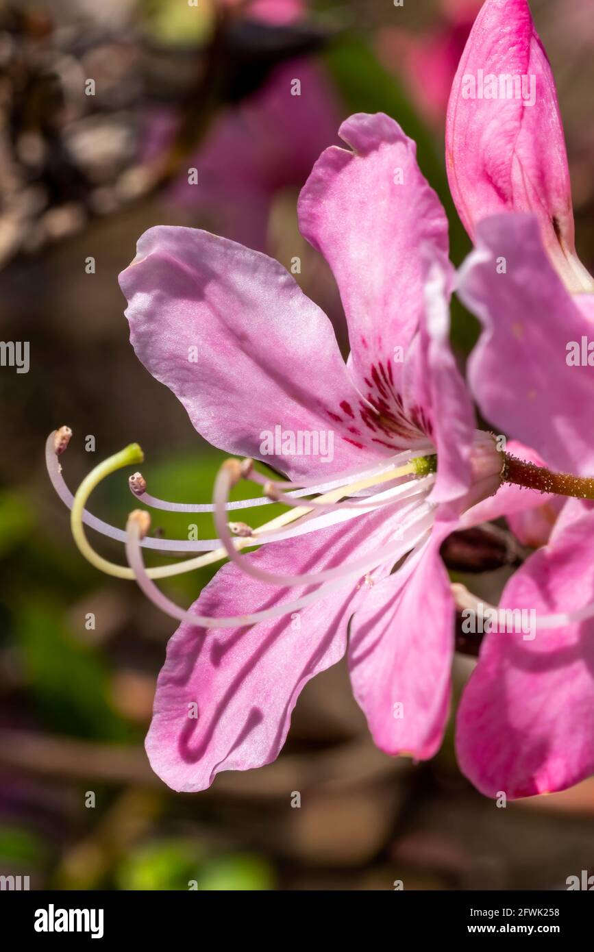 Rhododendron vaseyi a spring flowering shrub plant with a pink ...