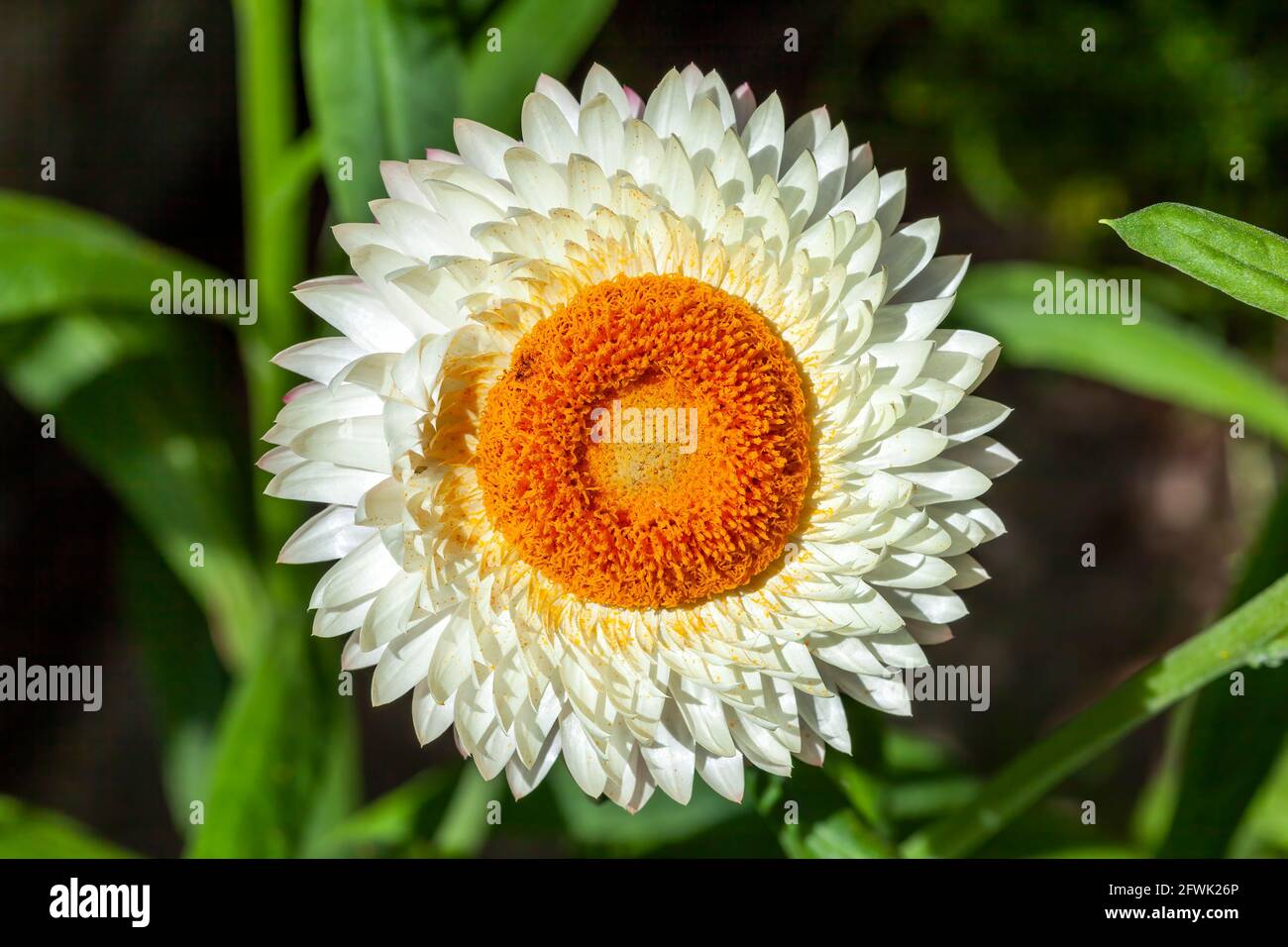 Helichrysum bracteatum a white yellow summer flowering plant commonly ...