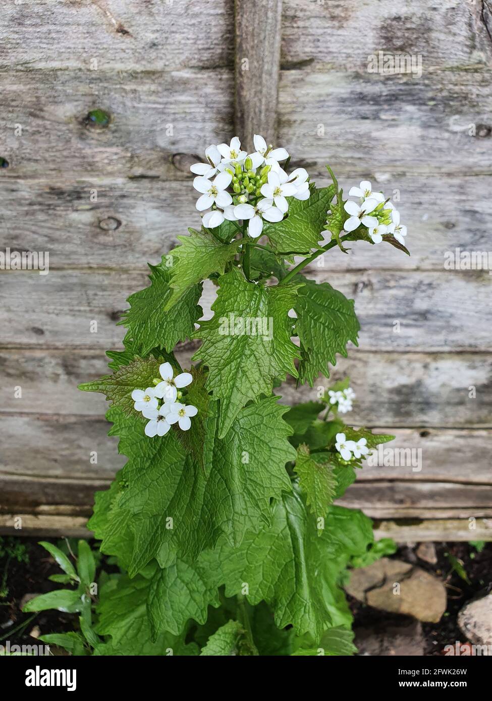 White Mustard Flower