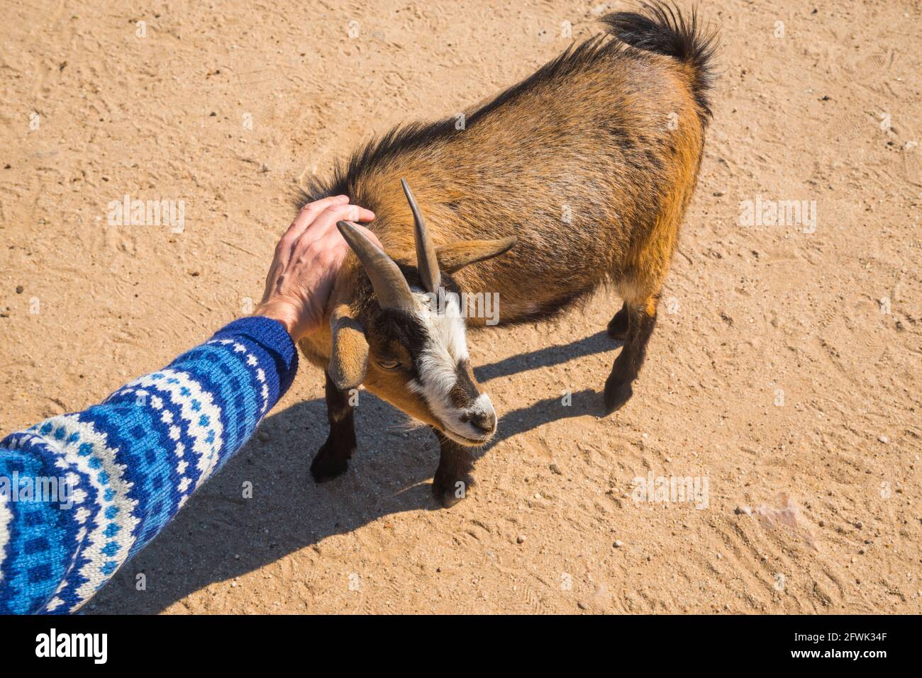 Hand stroking a goat Stock Photo - Alamy