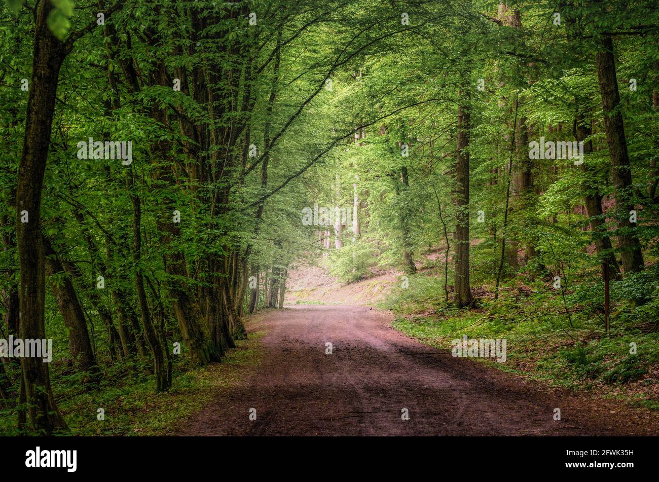Nature pathway into the light in a green dark forest Stock Photo - Alamy