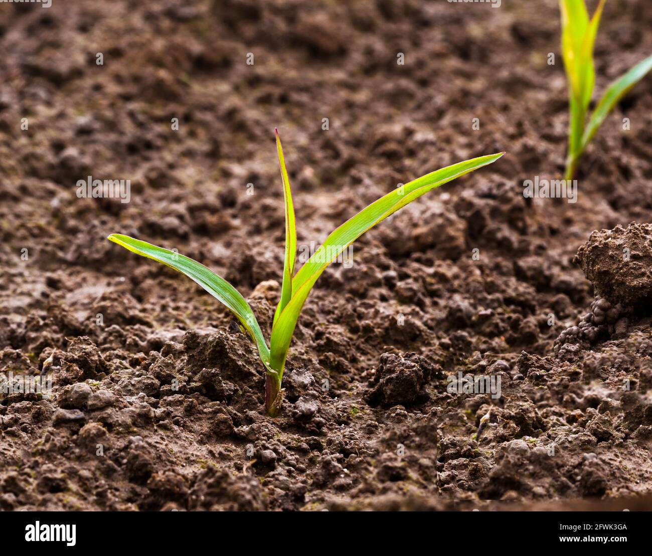 Planting corn seedlings hi-res stock photography and images - Alamy