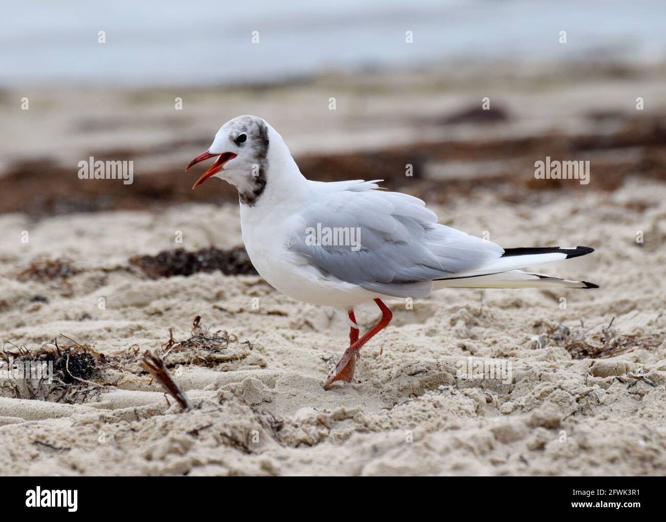 Baltic Wildlife High Resolution Stock Photography and Images - Alamy