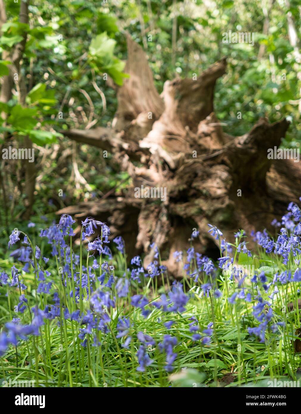 Dappled sun light hi-res stock photography and images - Alamy