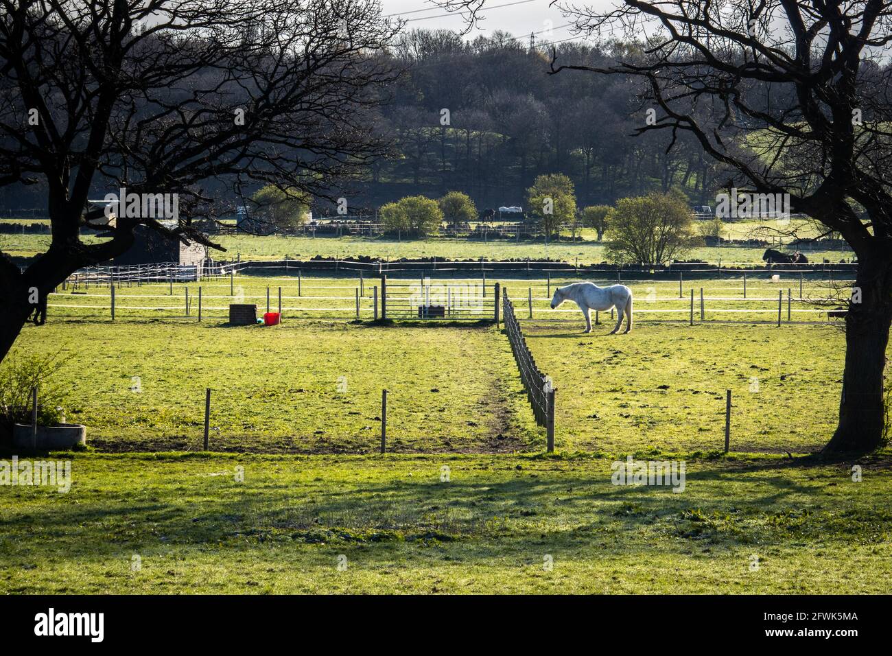 A horse viewed grazing in a paddock alongside the Leeds & Liverpool ...