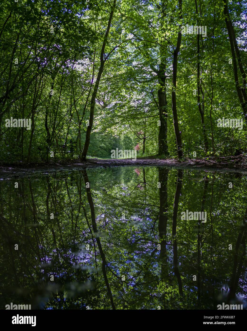 Forest reflection from water Stock Photo - Alamy