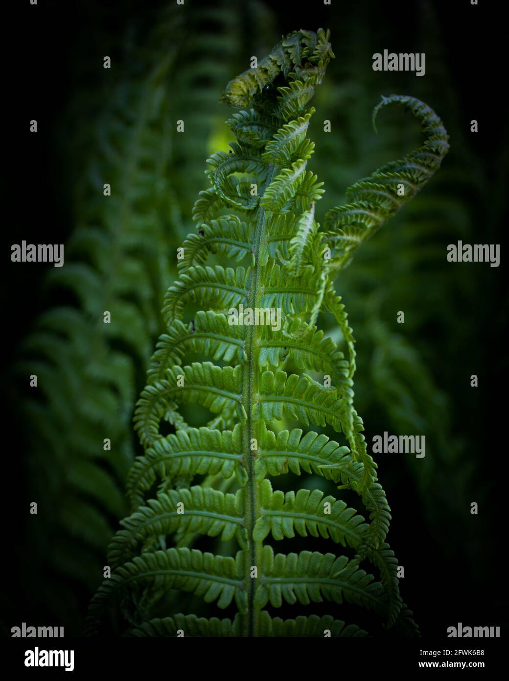 Plant portrait Stock Photo - Alamy