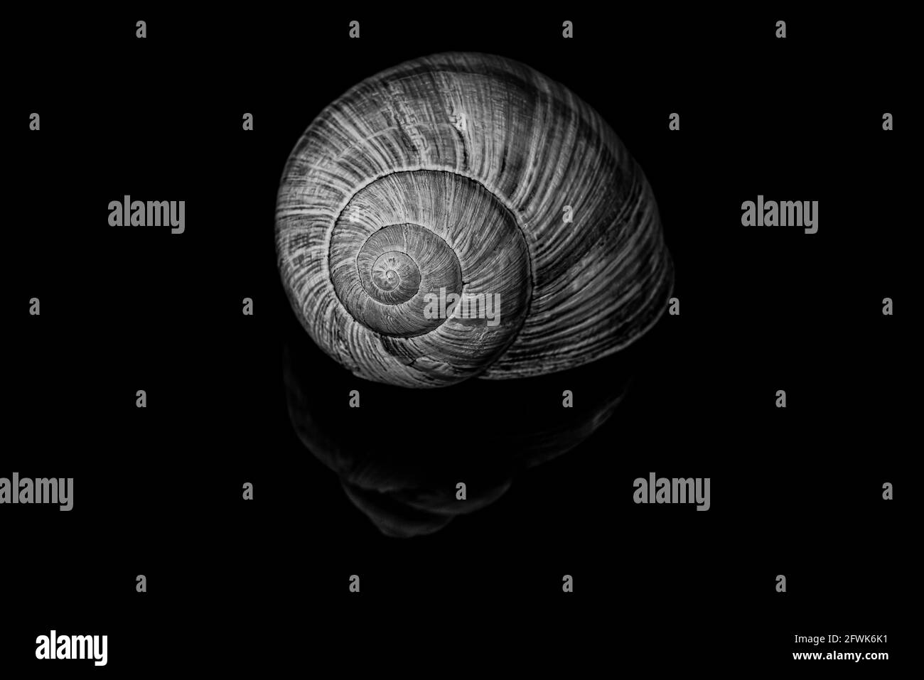 A grayscale shot of a snail shell on a dark background Stock Photo - Alamy