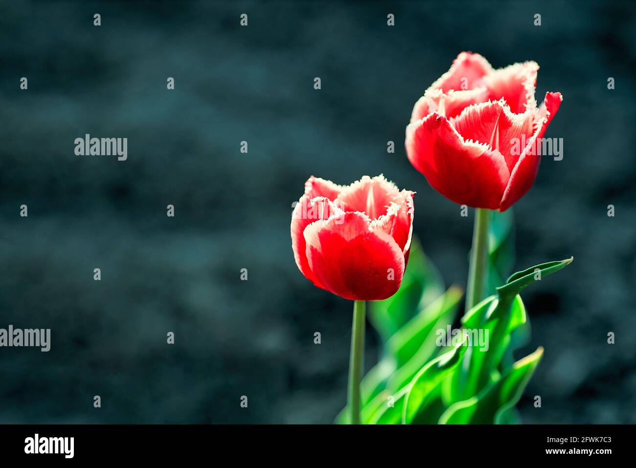 Symbol of grief hi-res stock photography and images - Alamy