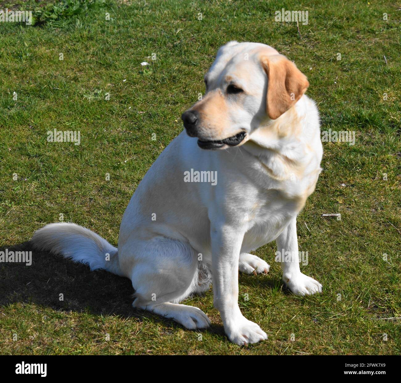 Labrador retriever yellow sitting hi-res stock photography and images ...
