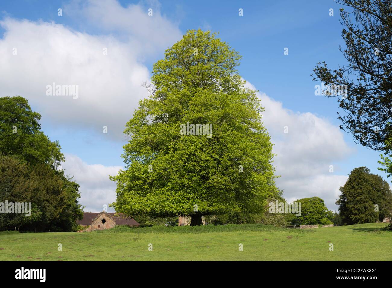 Lime tree (Tilia x europaea) growing at Astle, Warwickshire, England ...