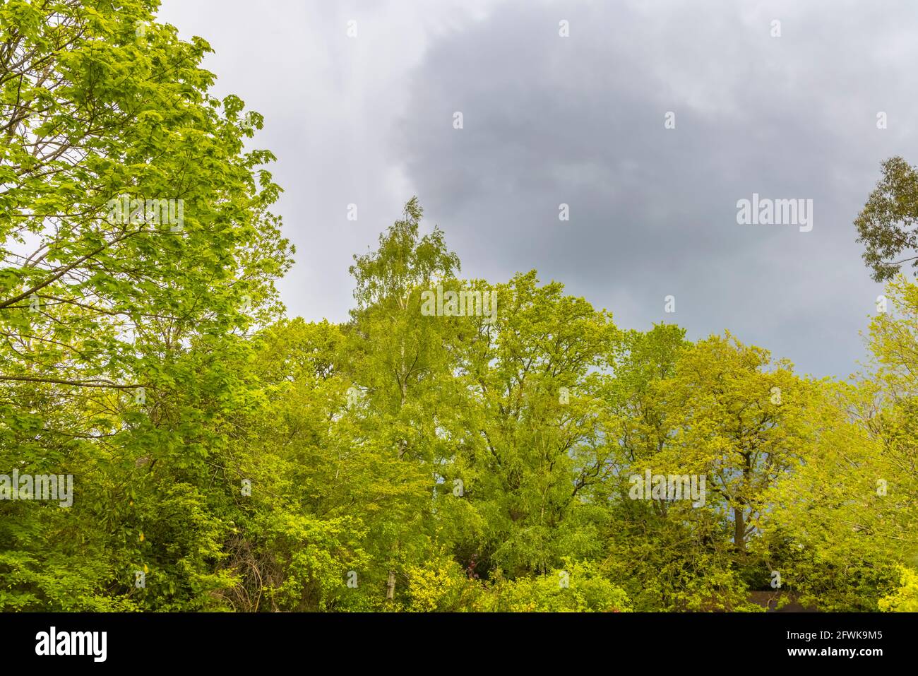 Threatening grey clouds and dark daytime sky over a treeline of mixed ...