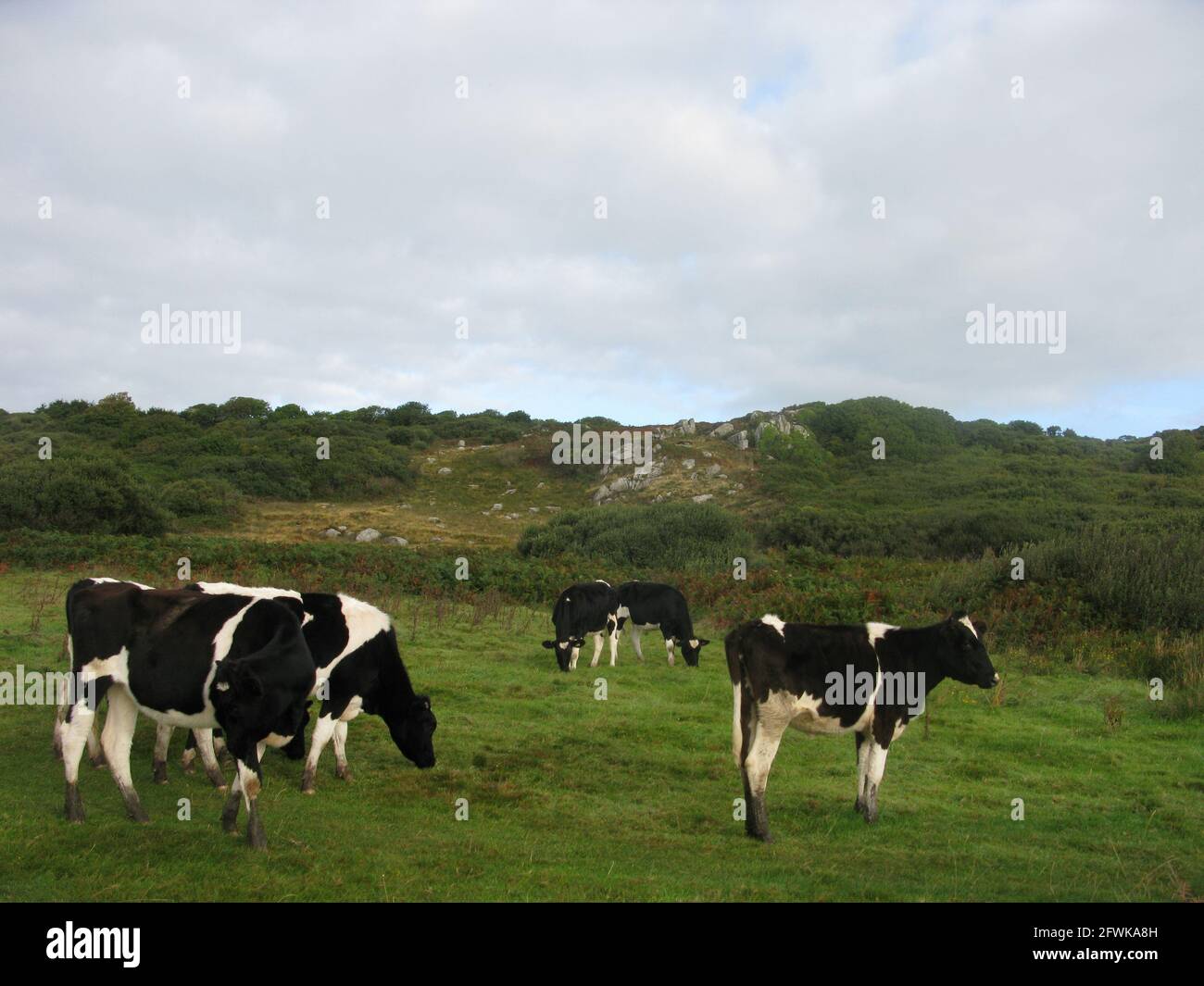 Cows. Coverack village. South west coast path. Lizard peninsula ...