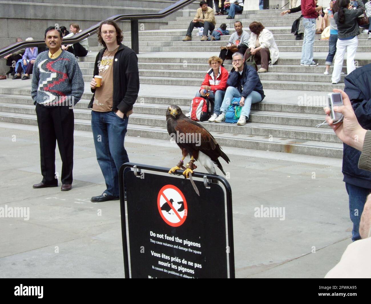 Bird of prey scaring pigeons in Trafalgar Square Stock Photo - Alamy