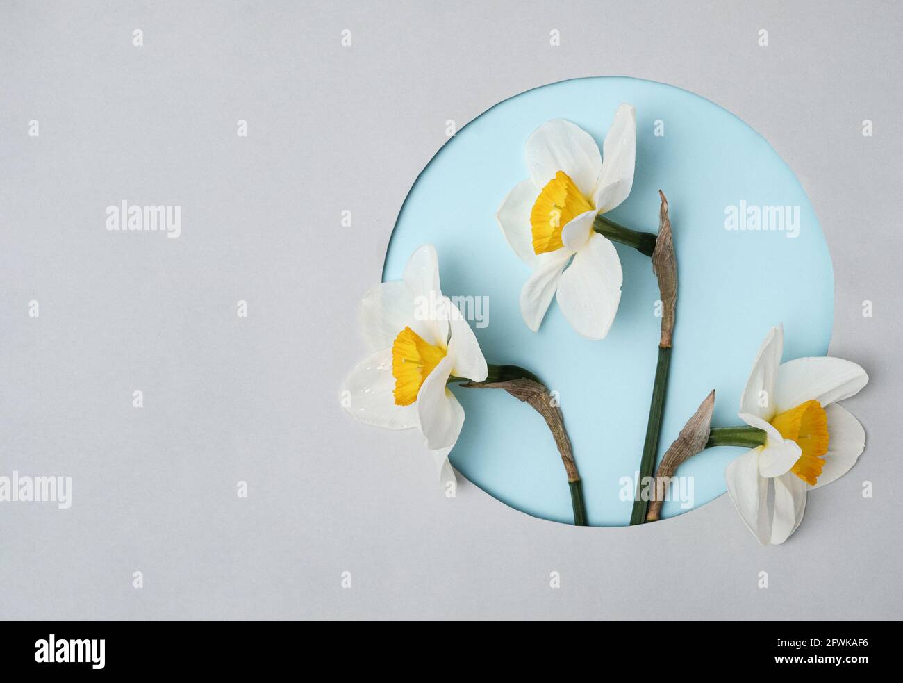 Three daffodils in a circle on a grey background. Spring concept and ...