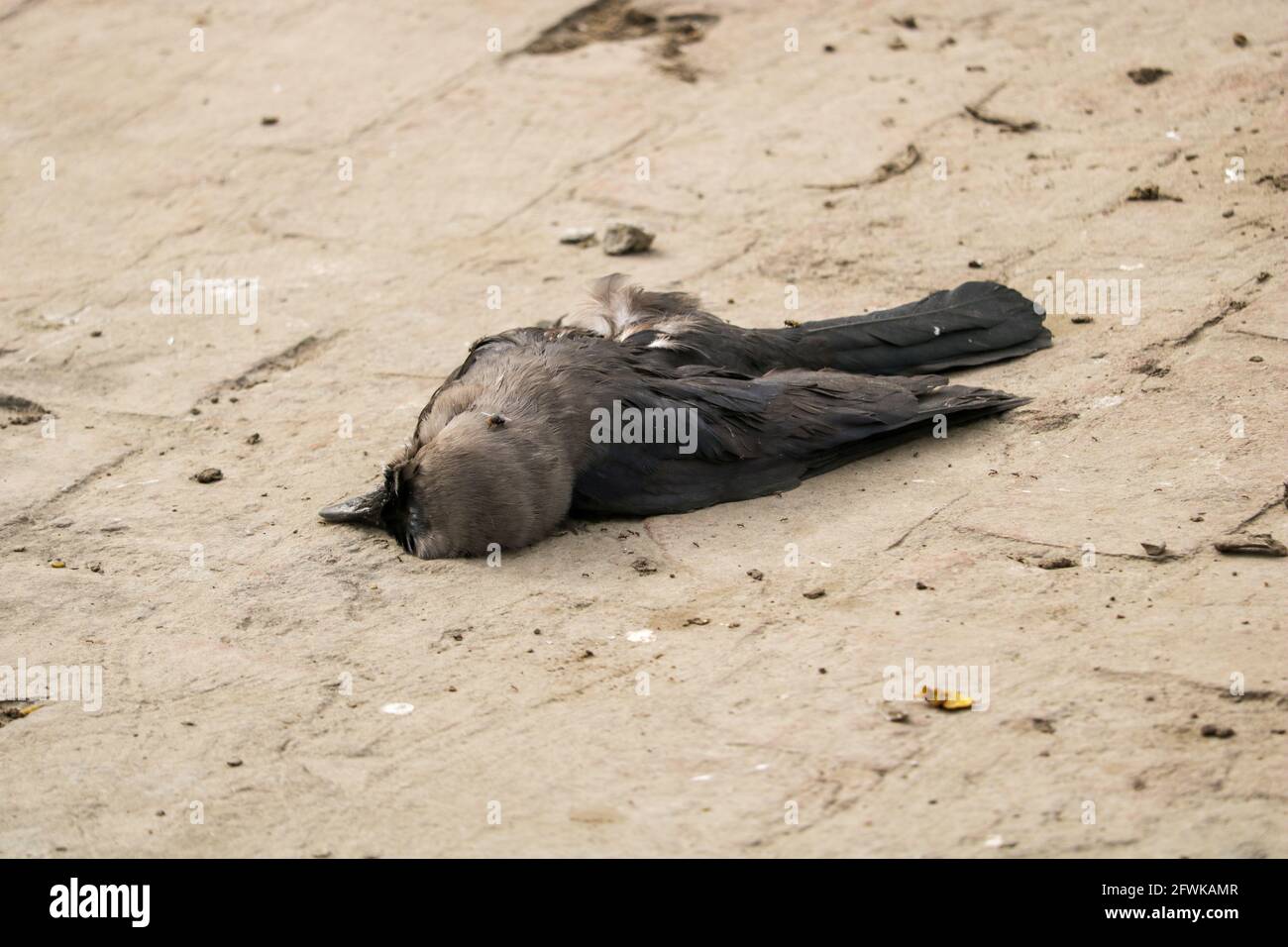 Dead decaying black bird on hi-res stock photography and images - Alamy