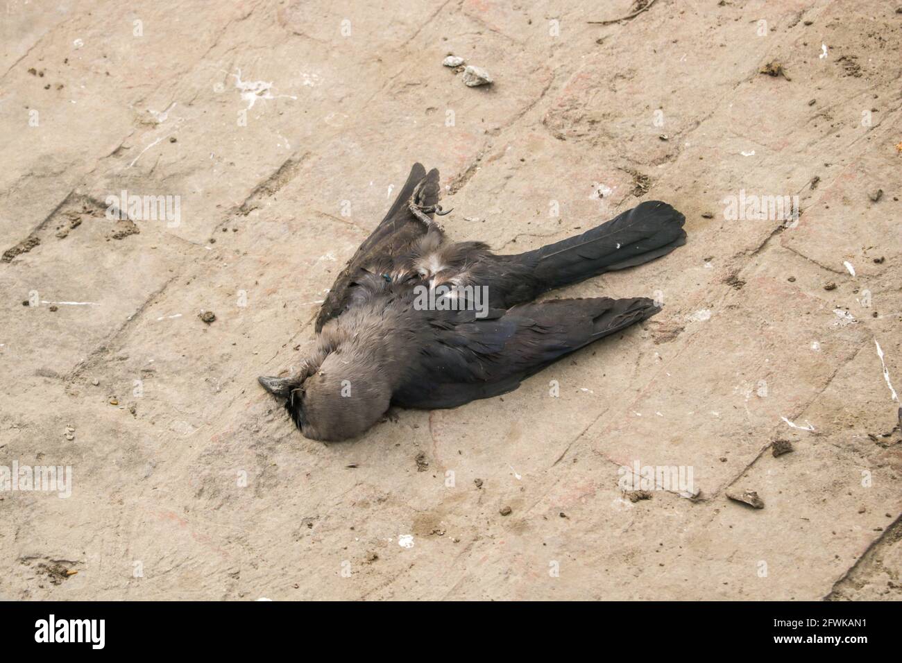 Dead crow hi-res stock photography and images - Alamy