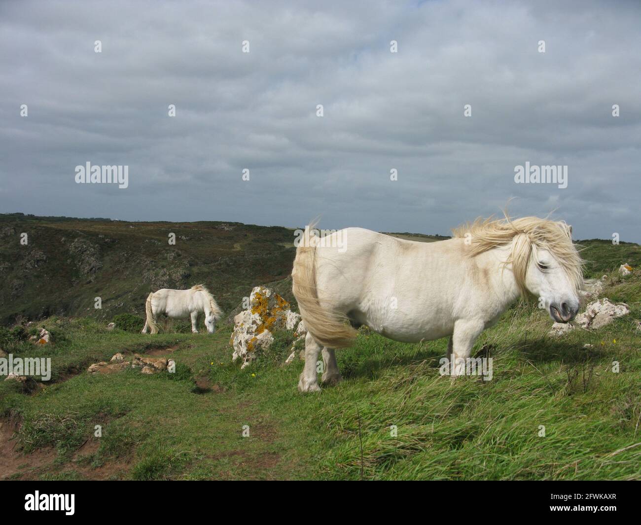 White horse. South west coast path. Lizard peninsula. Cornwall. West ...