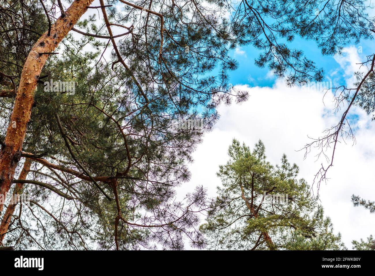 Beautiful forest with tall pine trees outside the city on a warm summer ...