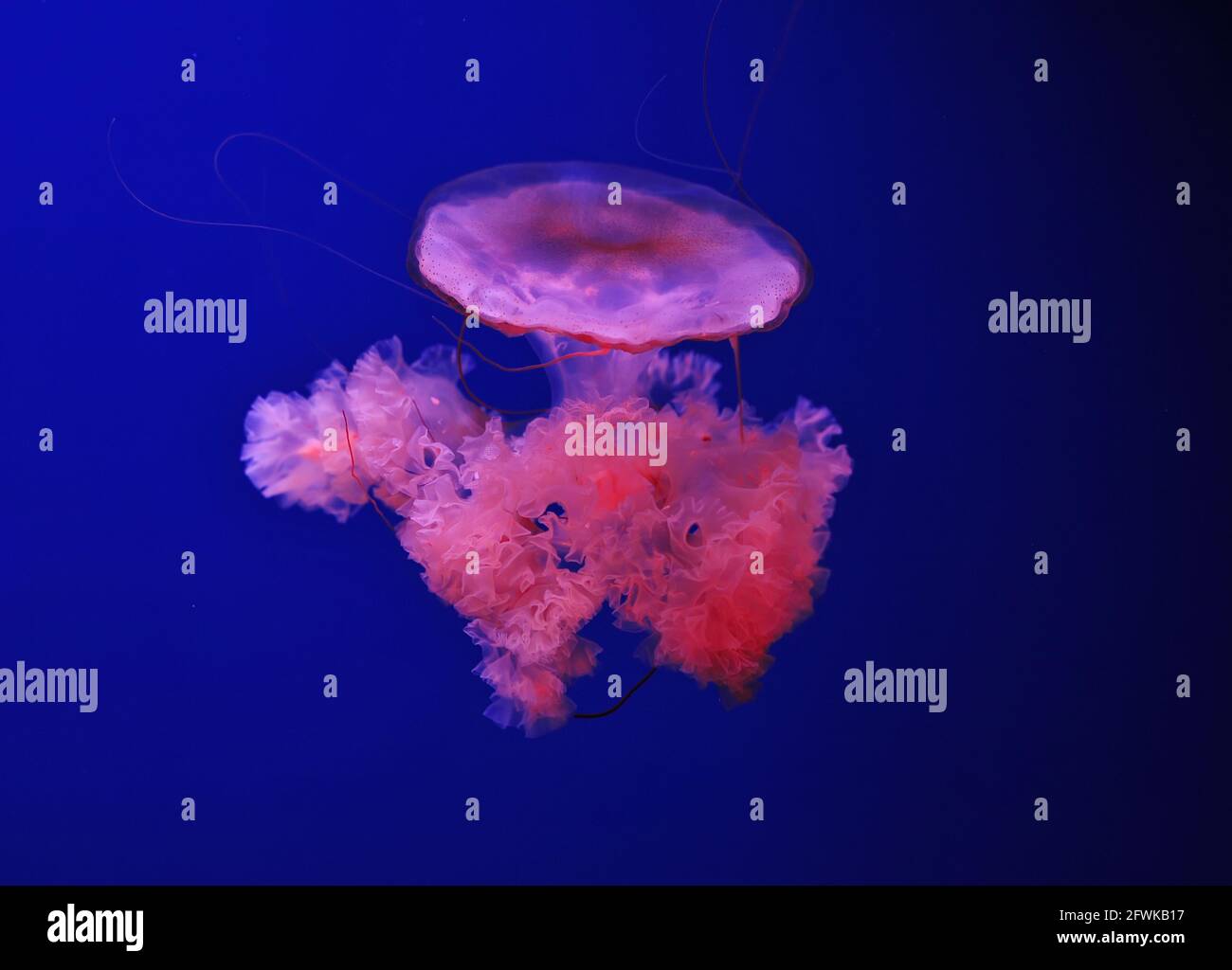 The Atlantic sea nettle jellyfish (Chrysaora quinquecirrha Stock Photo ...